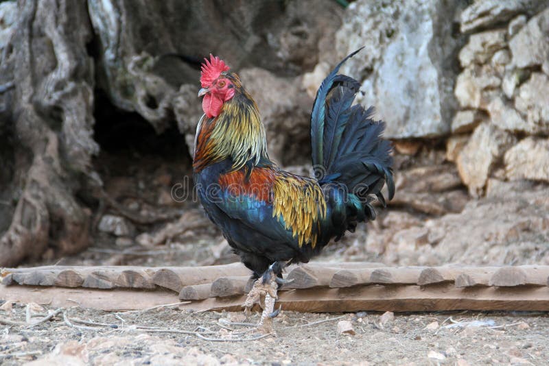 Handsome Rooster Isolated on White Stock Photo - Image of farming ...