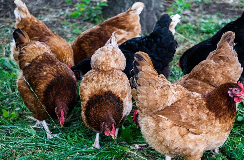 654 Hens Peck Stock Photos - Free & Royalty-Free Stock Photos from ...