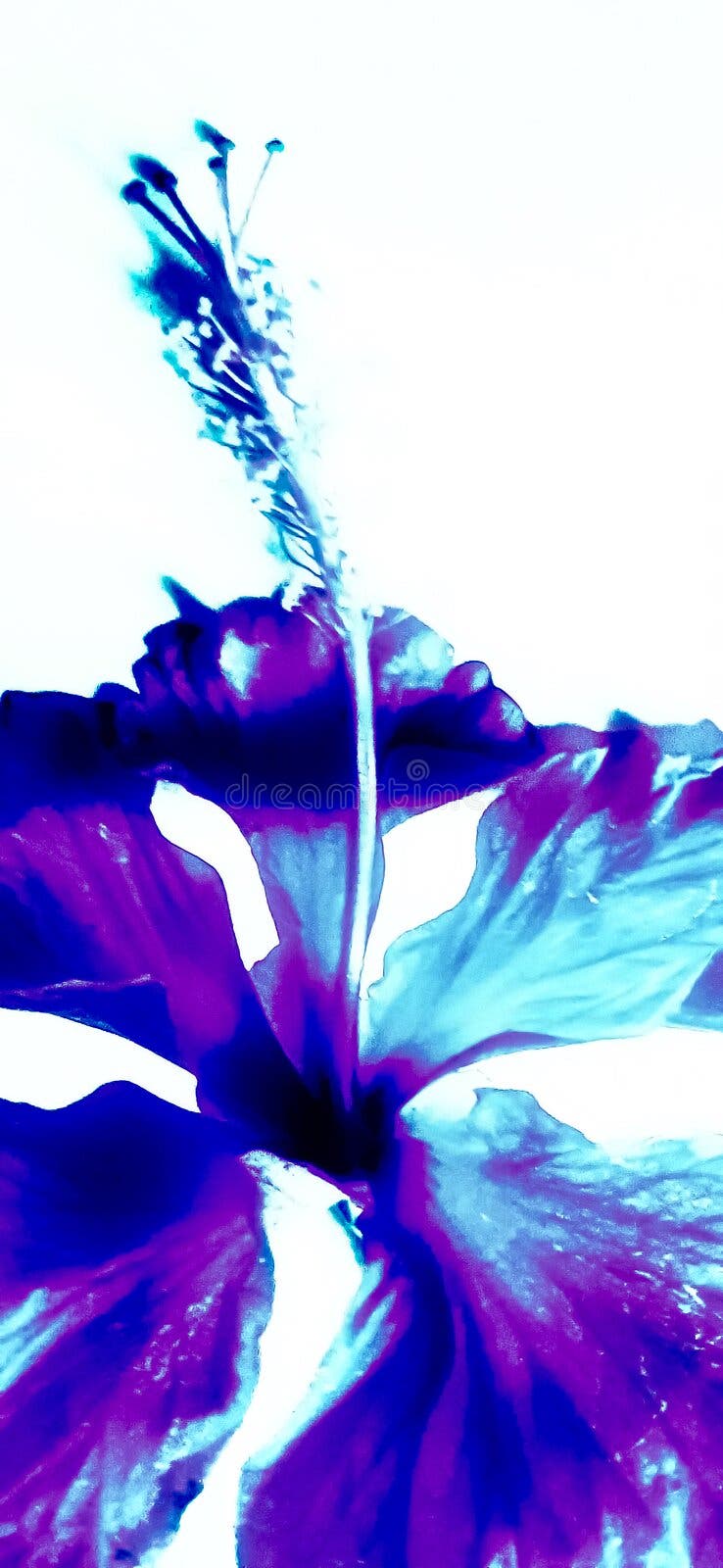 279 Multi Colored Hibiscus Flower Stock Photos - Free & Royalty-Free ...