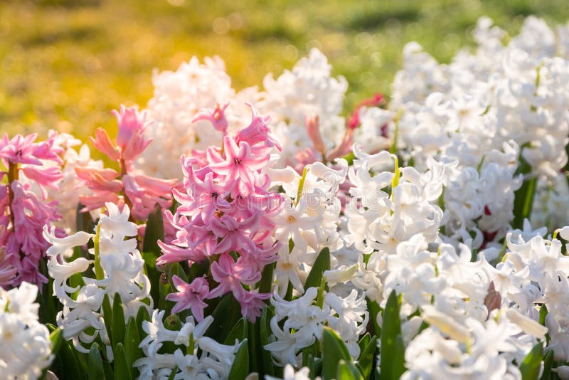 Multi Colored Hyacinths in the Sun. Easter Spring Background Close Up ...