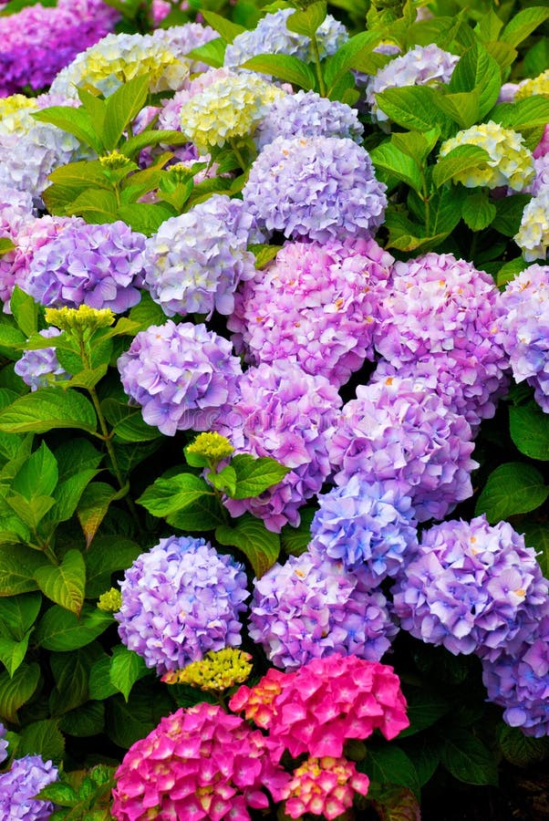 Multi Colored Hydrangea Bush with Blooms Stock Image - Image of colors ...