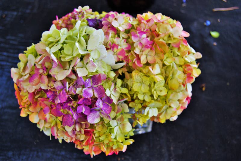 Multi Colored Hydrangea Flower in a Flower Shop Stock Photo - Image of ...
