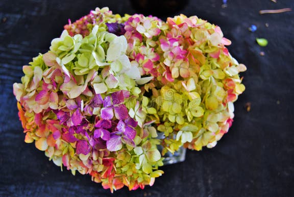 Multi Colored Hydrangea Flower in a Flower Shop Stock Photo - Image of ...