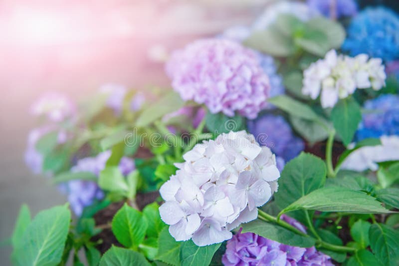 Multi-colored Hydrangea Flowers. Hydrangea Macrophylla in the Garden ...