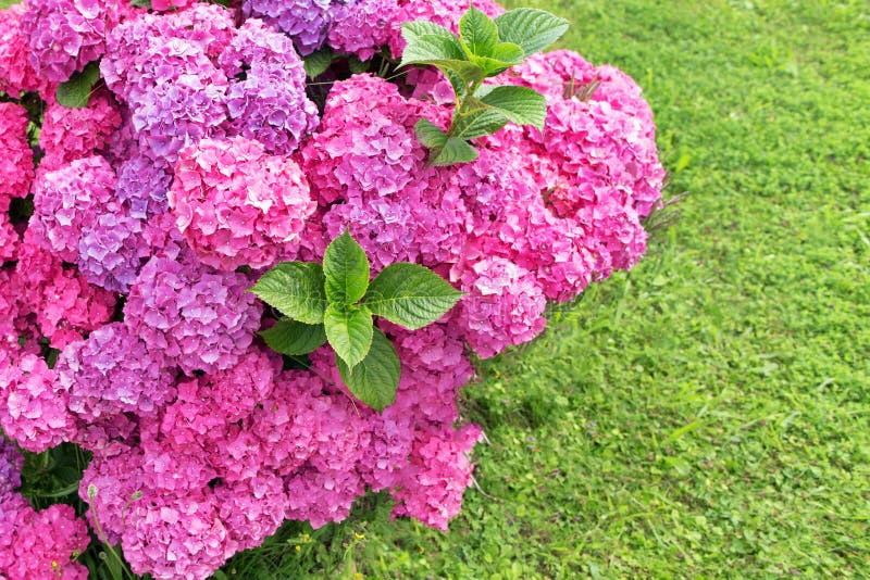 Multi-colored Hydrangea, Large Flowers Stock Photo - Image of bloom ...