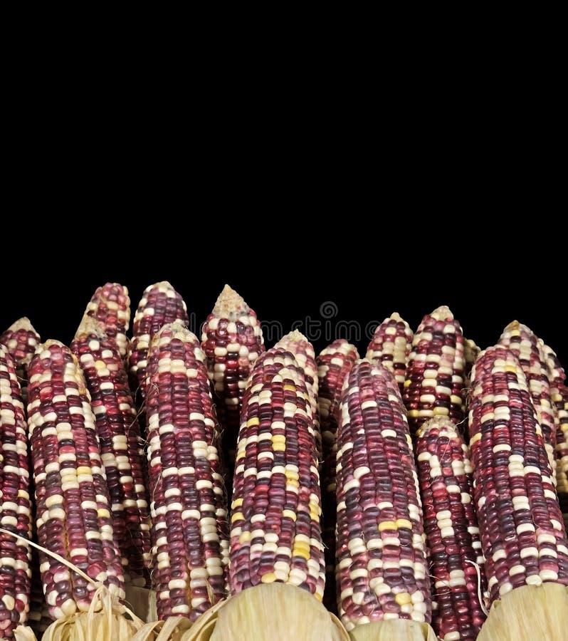 Multi colored corn stock photo. Image of grain, nature - 11120958