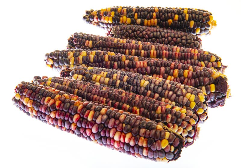 Multi colored indian corn stock photo. Image of multicolor - 232033410