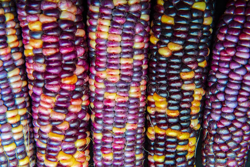 Multi colored indian corn stock photo. Image of colored - 232033716