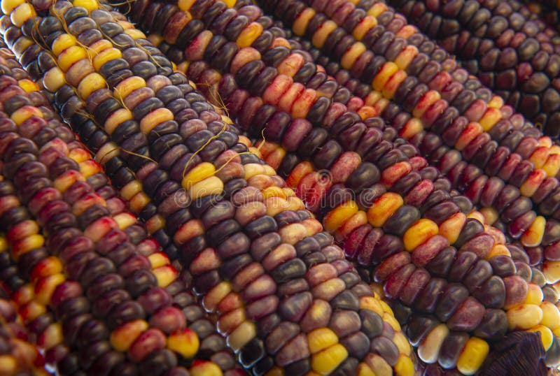 Multi colored indian corn stock image. Image of nature - 232033459