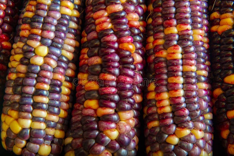 Multi colored indian corn stock photo. Image of multicolor - 232033546