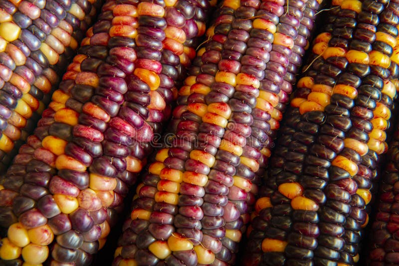 Multi colored indian corn stock image. Image of nature - 232033459