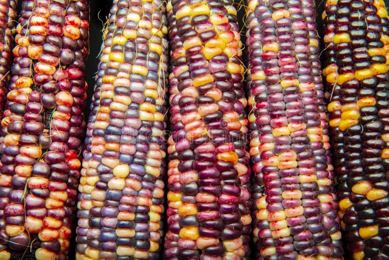 Multi colored indian corn stock photo. Image of corn - 232033722