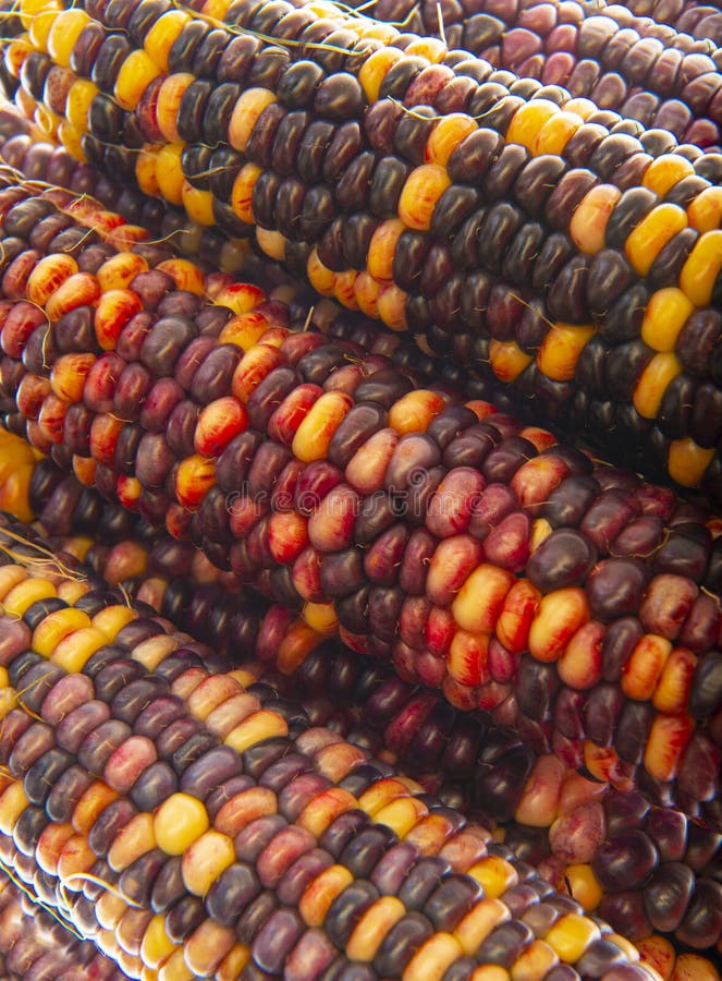 Multi colored indian corn stock photo. Image of multi - 232033414