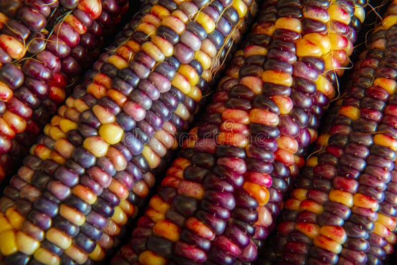 Multi colored indian corn stock photo. Image of corncob - 232033480
