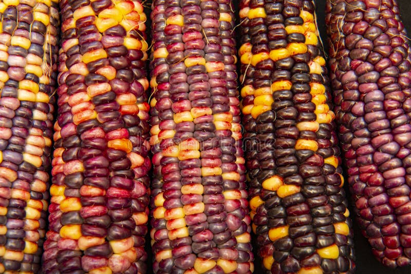 Multi colored indian corn stock image. Image of nature - 232033459
