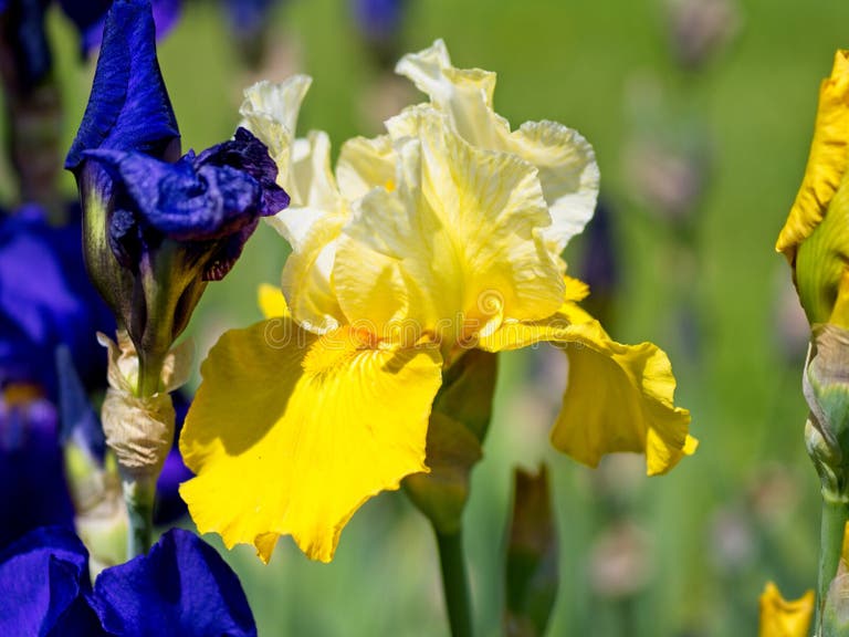 Multi-colored irises stock photo. Image of petal, bunch - 174077342