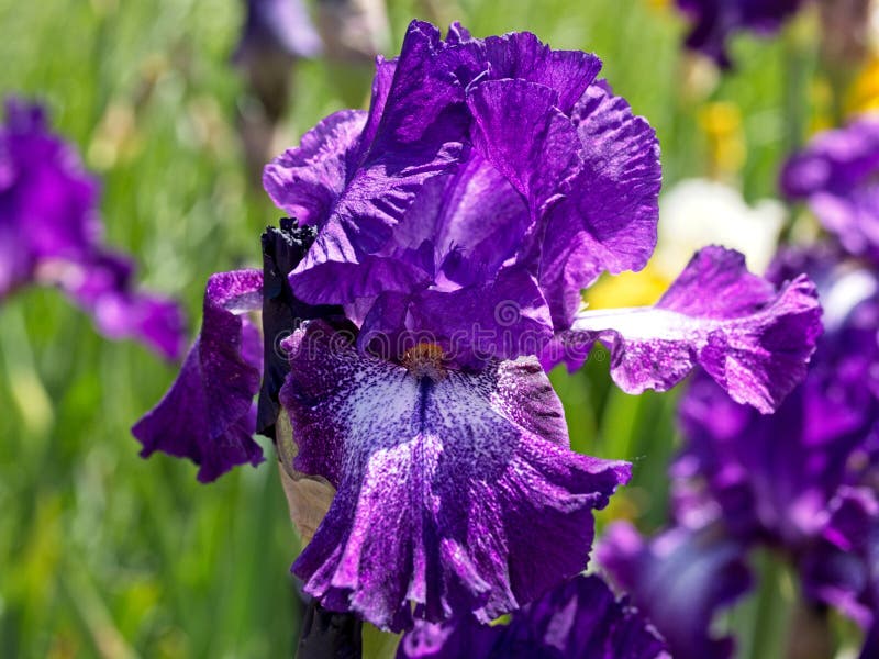 Multi-colored irises stock image. Image of botany, meadow - 174077419