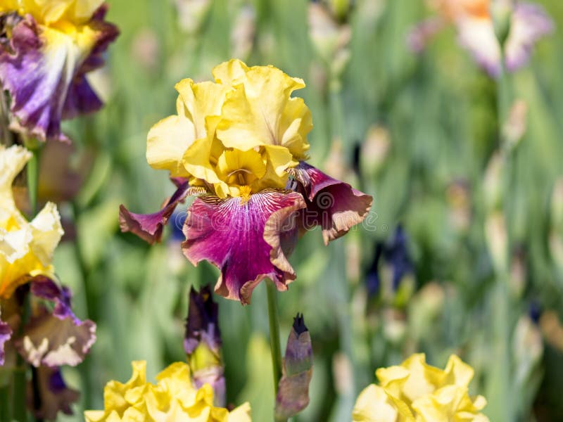 Multi-colored irises stock photo. Image of bunch, pistil - 174077448