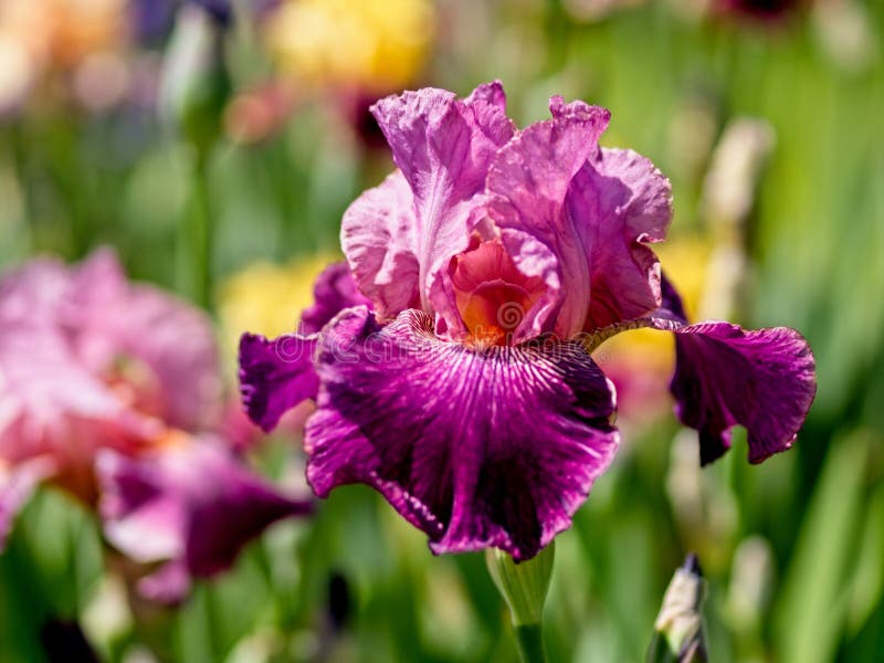 Multi-colored irises stock photo. Image of blooming - 174082742