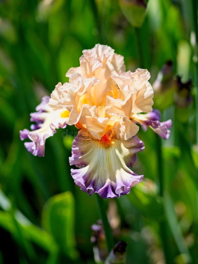 Multi-colored irises stock photo. Image of flower, iris - 174082790