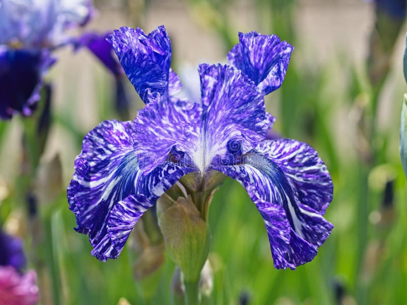 Multi-colored irises stock photo. Image of bright, blooming - 174082888