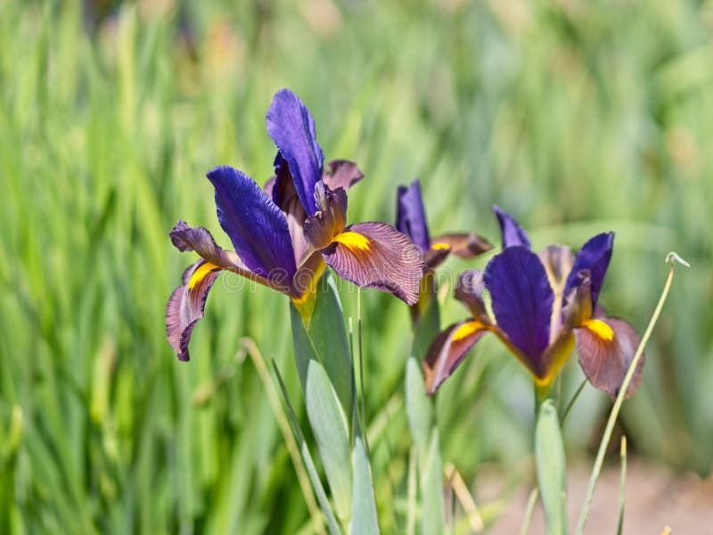 Multi-colored irises stock photo. Image of park, green - 174082966