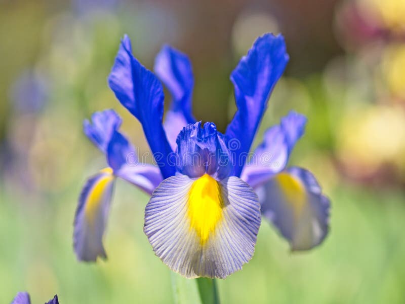 Multi-colored irises stock image. Image of meadow, blue - 174082985
