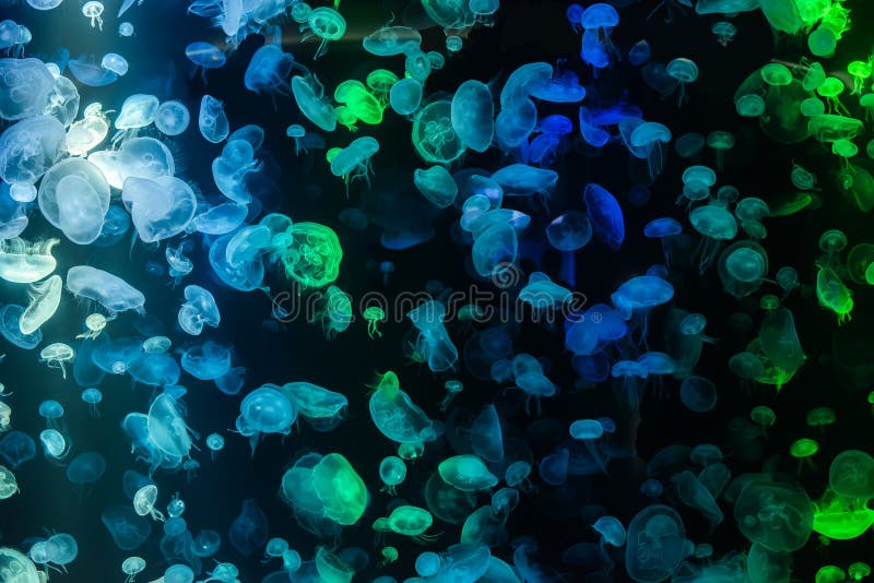 The Multi-colored Jellyfish Swim in the Dark Sea, Glowing Beautifully ...