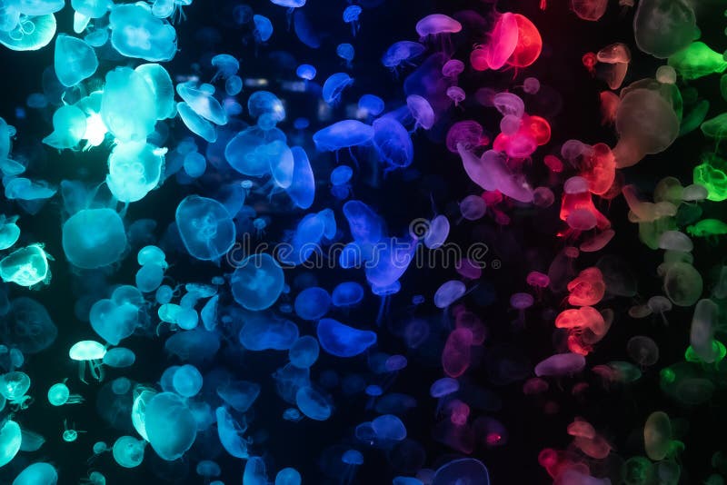 Multi Colored Jellyfish Swimming in the Dark Sea There is Beautiful ...