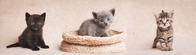 A Brood of Multi-colored Rabbits in the Nest. 20 Day Old Rabbits Stock ...