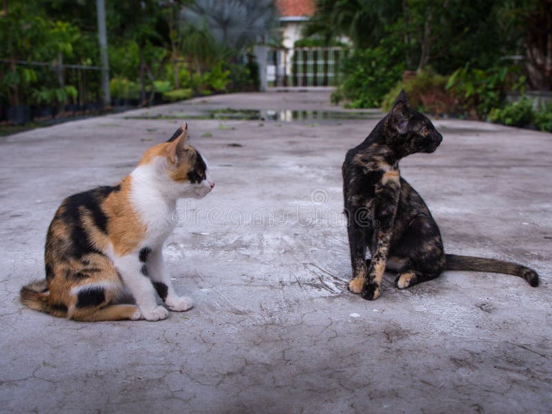 Multi-Colored Kittens Interested Stock Image - Image of curious, food ...