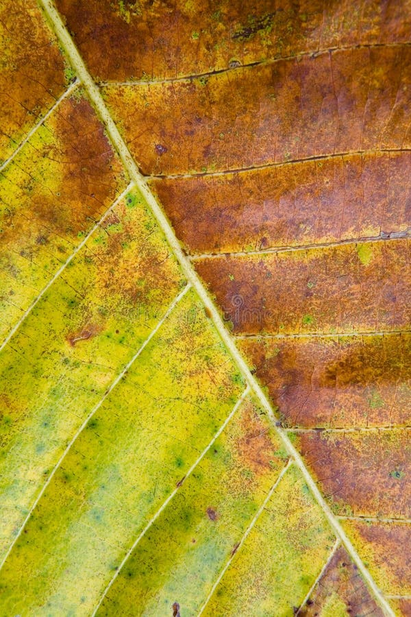 Multi-colored Leaf of an Exotic Plant Close-up. Stock Photo - Image of ...