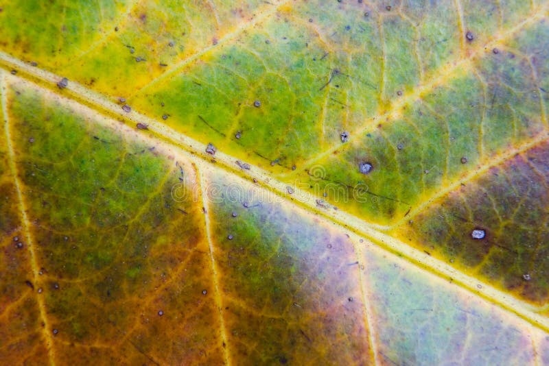 Multi-colored Leaf of an Exotic Plant Close-up. Stock Photo - Image of ...
