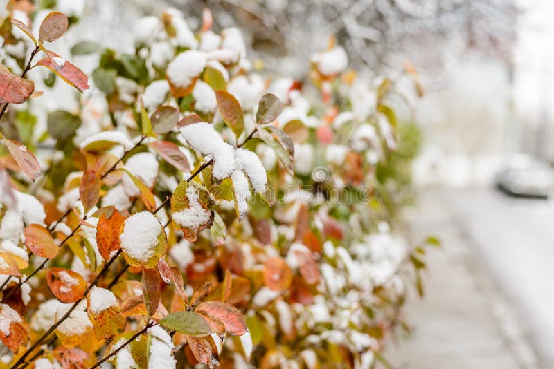 Multi-colored Leaves of a Bush Covered with Fluffy Snow Stock Image ...