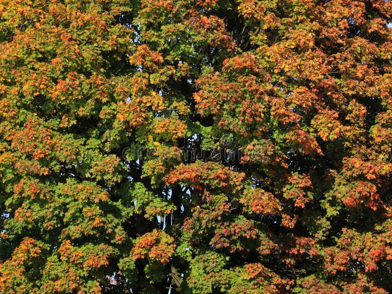 Multi Colored Leaves of an Maple Tree in Autumn Stock Photo - Image of ...