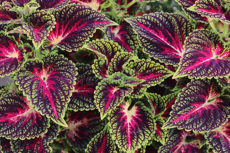 Multi Colored Leaves of a Potted Plant Stock Photo - Image of nature ...