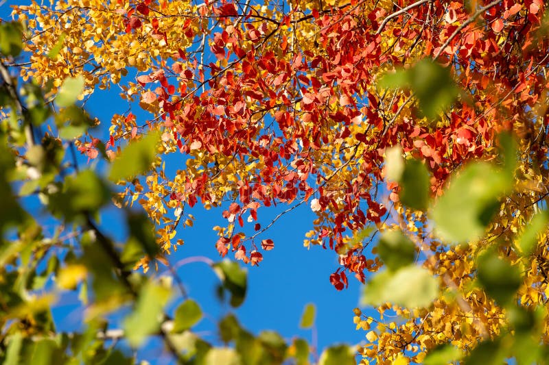 Multi-colored Leaves on Tree Branches Against a Blue Sky. Autumn ...