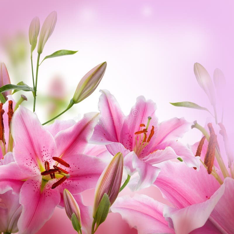 1,878 Colored Lilies Stock Photos - Free & Royalty-Free Stock Photos ...