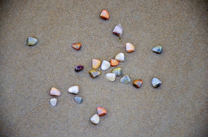 Multi Colored Little Shells on the Sand Stock Image - Image of ...