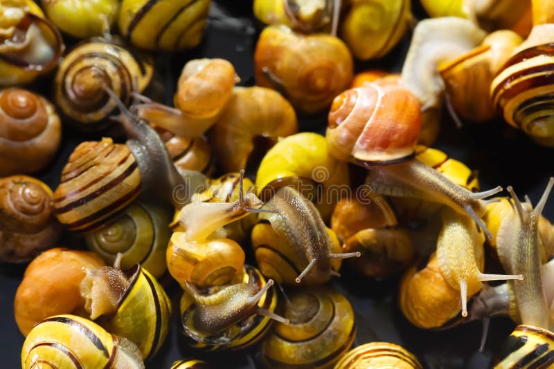 Multi-colored live snails stock image. Image of animal - 214515365