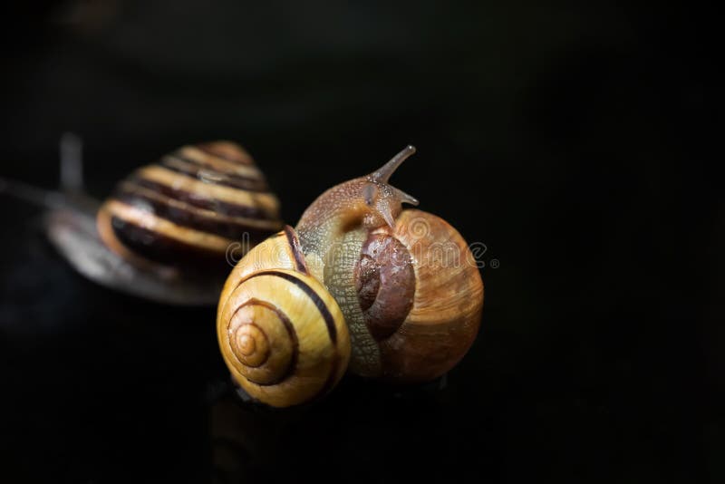 Multi-colored live snails stock image. Image of fauna - 214515367