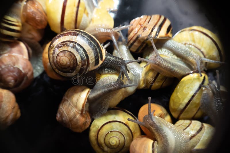 Multi-colored live snails stock image. Image of curiosity - 214515399