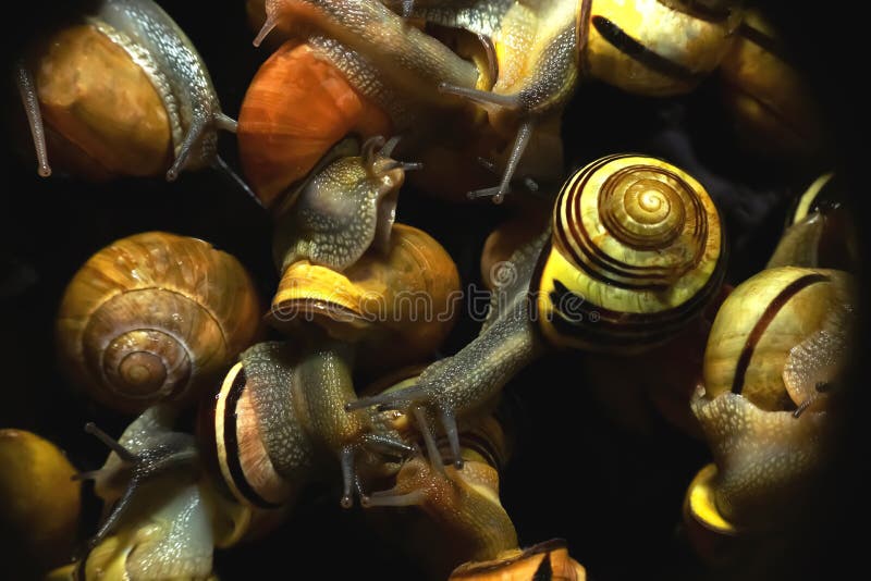 Multi-colored live snails stock photo. Image of fruit - 214515410