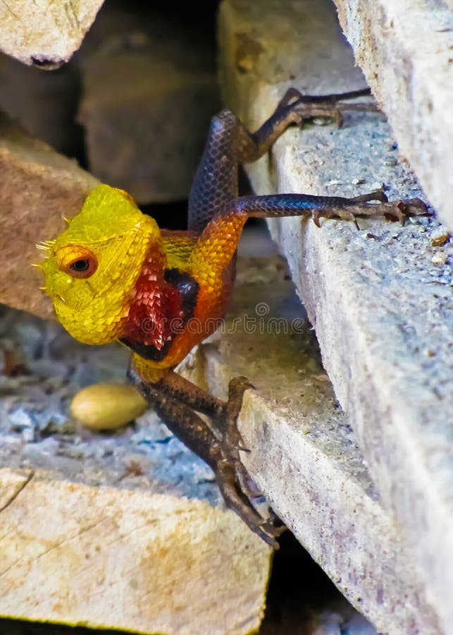 Multi-colored Lizard in Sri Lanka Stock Photo - Image of beautiful ...