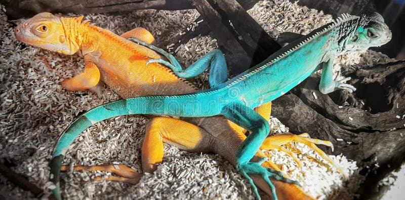 Multi-colored Lizards in the Same Tank. Stock Photo - Image of animal ...