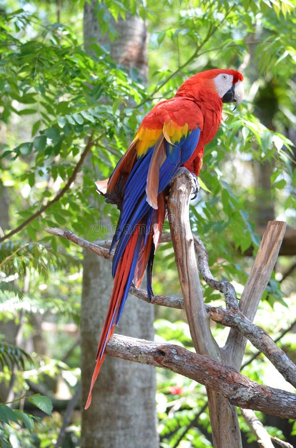Multi-Colored Macaw stock photo. Image of macaw, colored - 46615736