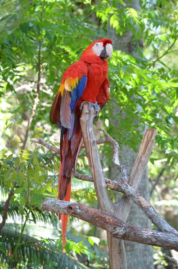 Multi-Colored Macaw stock photo. Image of colored, wildlife - 46615744