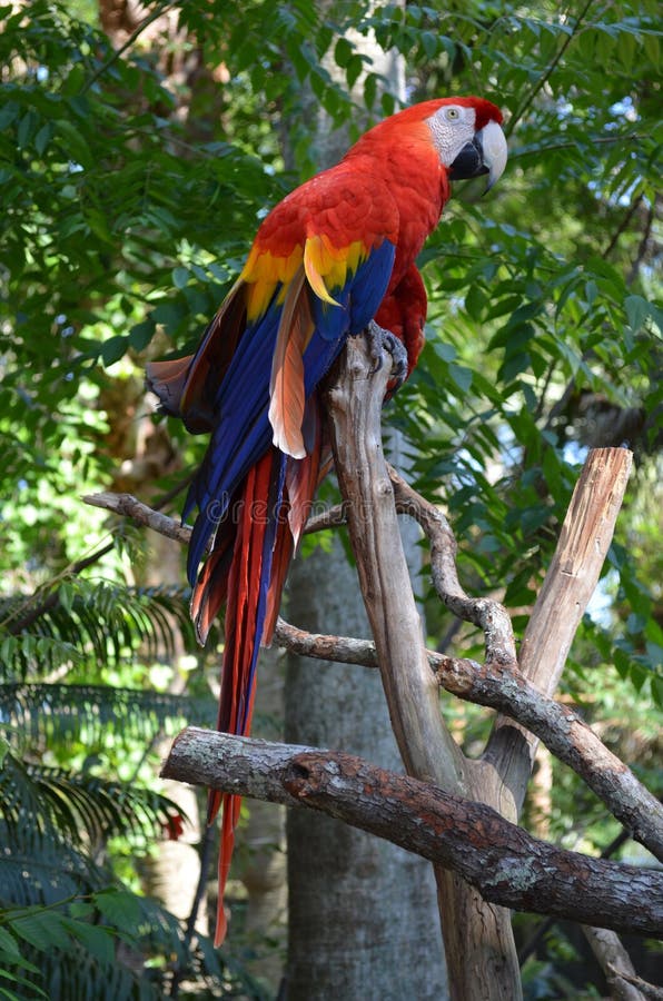 Multi-Colored Macaw stock image. Image of fauna, tree - 46615789