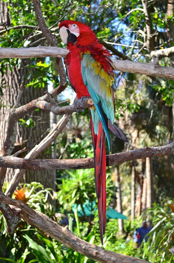 Multi-Colored Macaw on Branch Stock Photo - Image of multi, feathers ...
