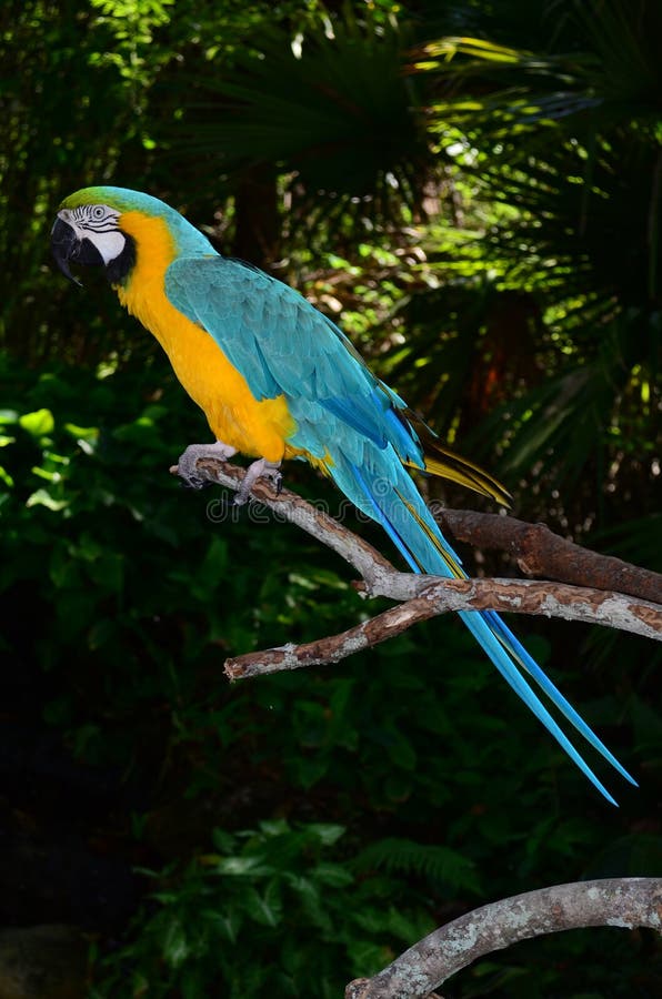Multi-Colored Macaw on Branch Stock Image - Image of feather, parakeet ...